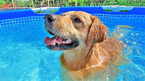 КУЧЕТО МИ СКОЧИ В БАСЕЙНА Youtube