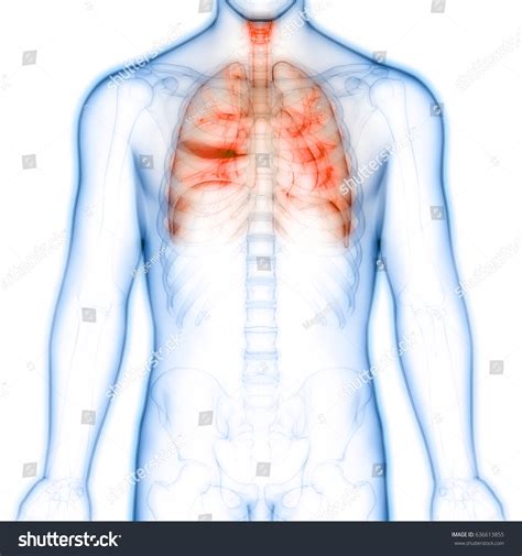 Human Body Organs Lungs Anatomy 3d 库存插图 636613855 Shutterstock