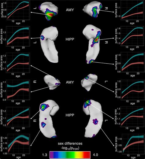 Foci Of Statistically Significant Sex Differences In Development Of