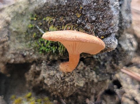 Small Mushroom Free Photo On Pixabay Pixabay