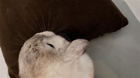 위기에서 구해줘서 고맙다고 인사하는 토끼ㅜㅜ Youtube