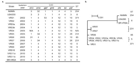 multi locus sequence typing a and phylogenetic tree b of
