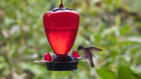 Néctar para colibrí la receta casera definitiva NudoHomes