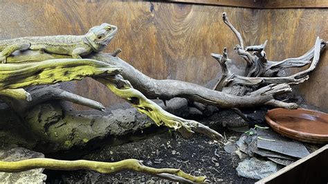 Setting Up An Arid Bioactive Bearded Dragon Vivarium DIY Reptiles