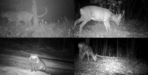 Nighttime Wildlife Object Detection Based On Yolov8‐night Wang 2024 Electronics Letters