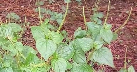 Ervas E Banhos Ewé Rinrin A Folha De Valor