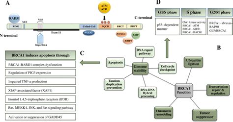 The Gene Structure Of Brca1 A And The Overall Contribution Of This