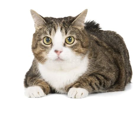 Gruby Kot Zdjęcia Stock Pobierz 1 142 Zdjęcia Royalty Free