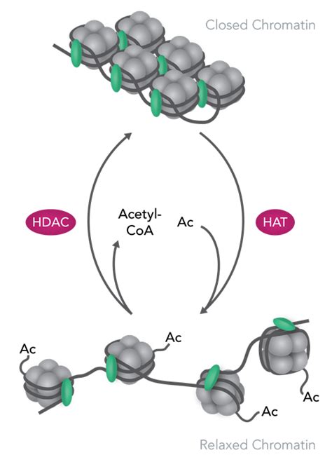 Histone Acetylation