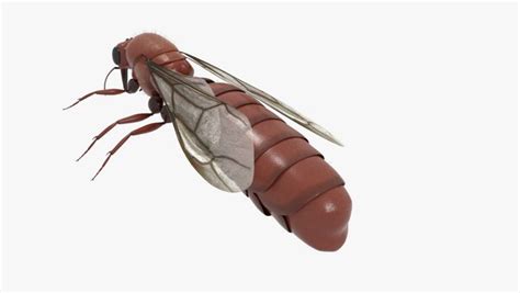 3d African Driver Ant Male Turbosquid 1837934