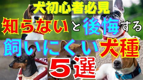 【徹底解説】この犬種はヤメておけ！犬を初めて飼う人が飼いにくい犬種5選【ペットショップ店長が教えます】 Youtube