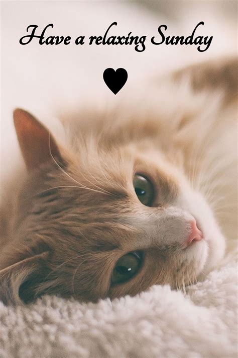 Sunday C180115 Cat Quotes Funny Cat Quotes Funny Cute Cats Artofit