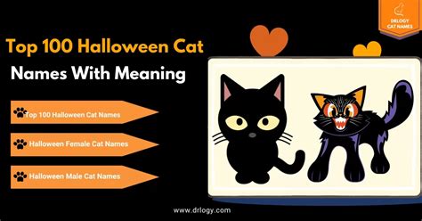 Best Female Cat Names Ever