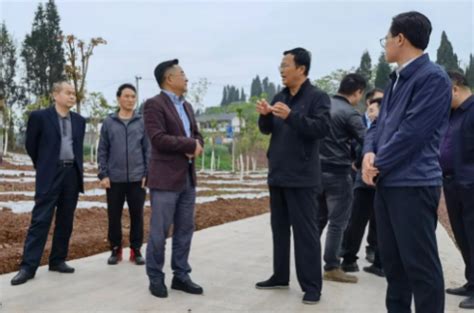 九尾猫集团：区委副书记龚建海一行到荣昌元宝枫标准林基地实地调研中新网安徽新闻