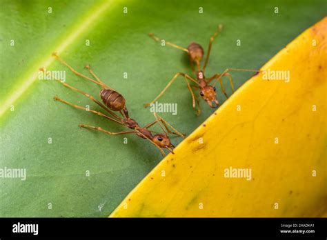 Weaver Ants Oecophylla Smaragdina Holding Leaves Together During Nest