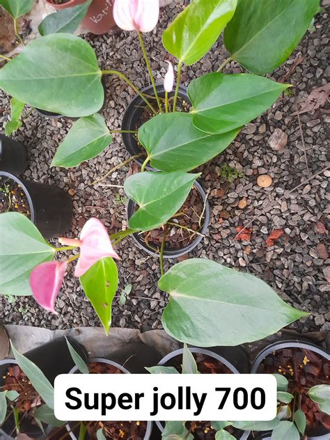 විදු ඇන්තුරියම් හවුස් Added A New විදු ඇන්තුරියම් හවුස්