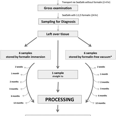 Dna Integrity Number For Each Sample Din Scale Is From 1 To 10 With 1 Download Scientific