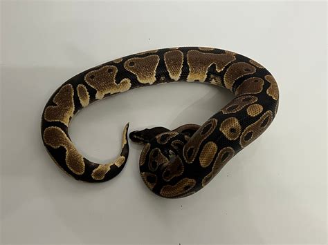 2021 100% Het Dreamsicle DH Lavender Albino And Piebald FREE SHIPPING Ball Python by PokeBall ...
