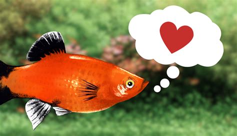 The Complete Guide To Platy Fish Varieties Colors Patterns More