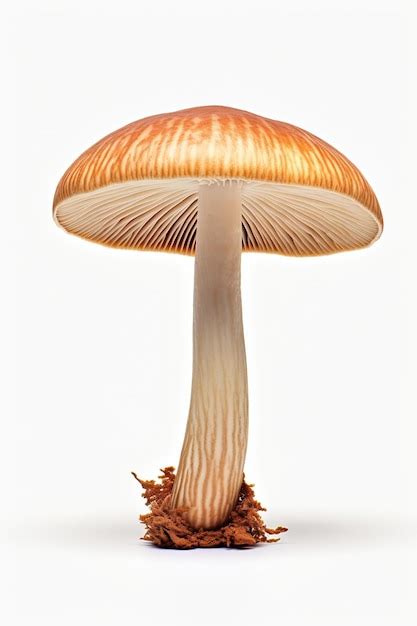 Premium Ai Image Mushroom Isolated White Background Hyper Real
