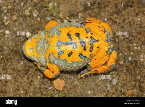 The Yellow Bellied Toad Bombina Variegata Shows Belly During The