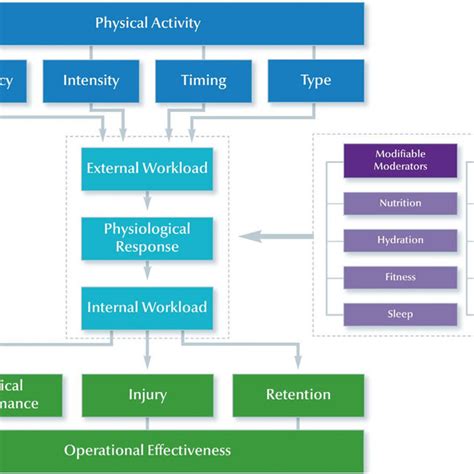 A Model Describing The Relationship Between Physical Activity Workload