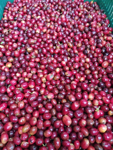 Colombia Santa Ana Anserma CMG