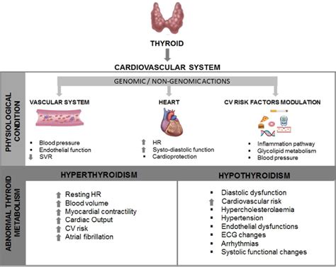 Interaction Of The Thyroid And The Heart Svr Systemic Vascular