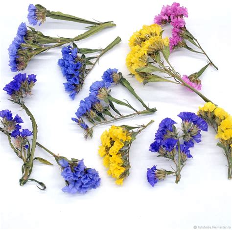 Цветы цветные сухоцветы 52 фото