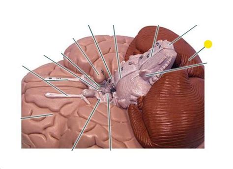 Brain Inferolateral View Flashcards Quizlet