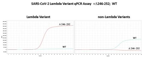 Qpcr Assay Kit For The Sars Cov 2 Lambda Variant Detection