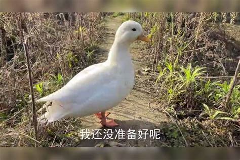 以为你是个王者结果被啪啪打脸 王者 结果