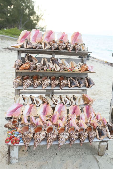 How To Clean Conch Shells 10 Steps With Pictures Artofit