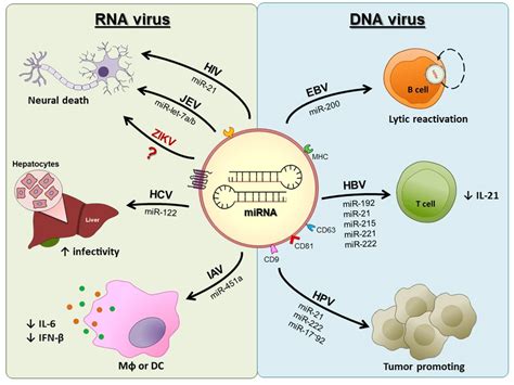 The Modulating Effect Of Mirnas On Different Viral Infections Several Rna Dna Viruses Pansci