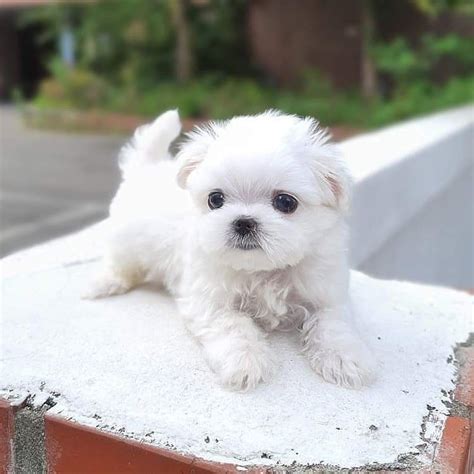 Maltipoo Breeders Maltipoo Breeders Near Me Malti Poo For Sale