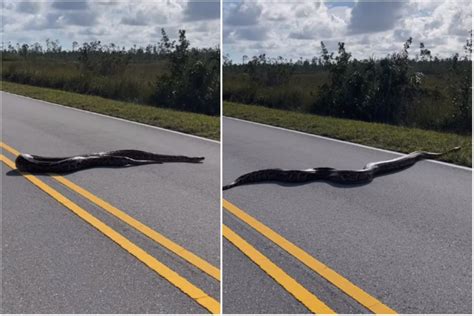 Enormous Burmese Python Filmed Crossing The Road In Florida Shocked
