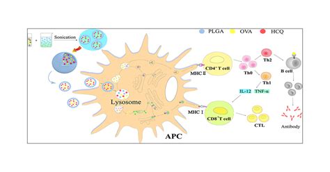 Cross Presentation Immunology