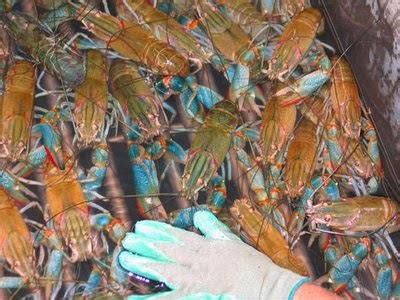Cara Budidaya Lobster Air Tawar Cara Panen Lobster Air Tawar Yang Baik