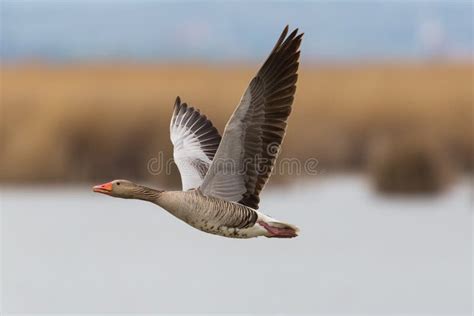 Portret Van Vliegende Grijze Gans Anser Anser Met Riet En Water Stock Afbeelding Image Of