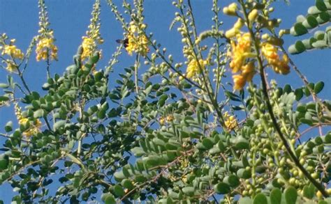 Cascalote Caesalpinia Cacalaco At Native Plant Nursery Desertstrawhouse