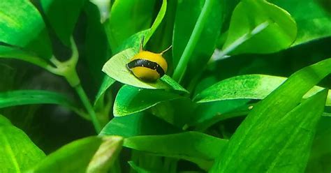 My New Bumblebee Nerite Snails I Have 3 They Dont Have Names Yet