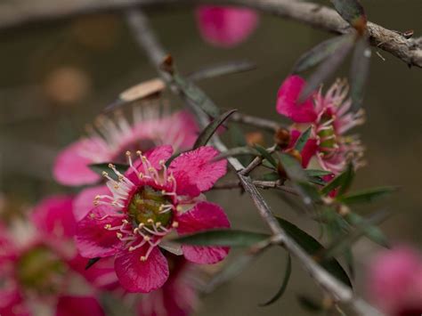 Leptospermum ‘Merinda’ | Australian Plants Society