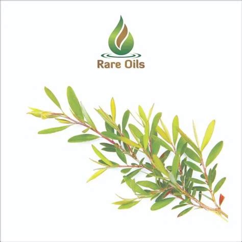 Eucalyptus Essential Oil At 170000 Inr In Noida Uttar Pradesh Rare Essential Oils Private