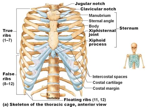 Ribs Labelled Diagram