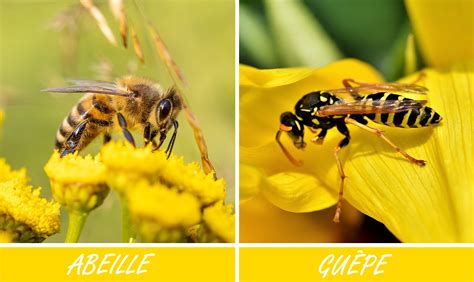 Le Monde Des Abeilles Merveilles D Abeilles