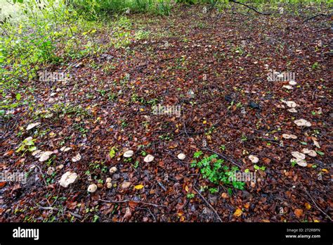 Fruiting Bodies Of Single Fungus Growing From Mycelium Hi Res Stock