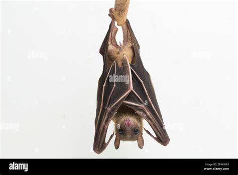 Indonesian Short Nosed Fruit Bat Cynopterus Titthaecheilus Isolated On