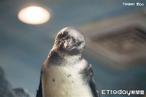 北市動物園與上海簽署合作備忘錄 可能以「黑腳企鵝換小貓熊」 Ettoday寵物雲 Ettoday新聞雲