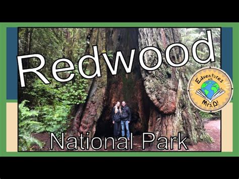 Using Redwood Trees As A Teaching Tool Part 2 Fact Discovery Uncovers