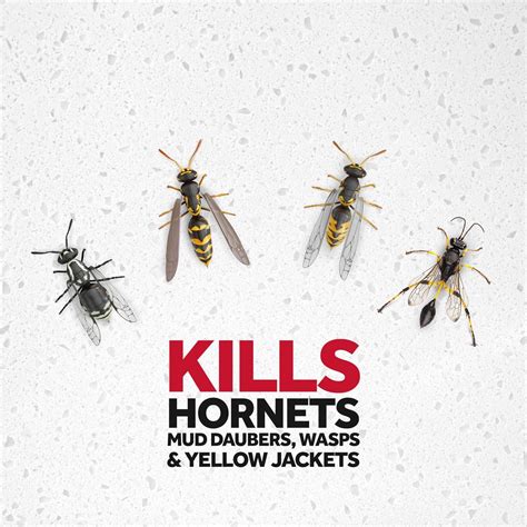 Raid Wasp Hornet Killer Home And Office Supplies Online Store